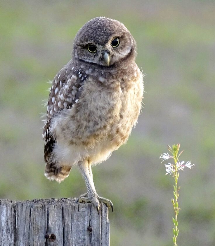 Burrowing owl photo competition deadline approaching - Cape Coral Breeze